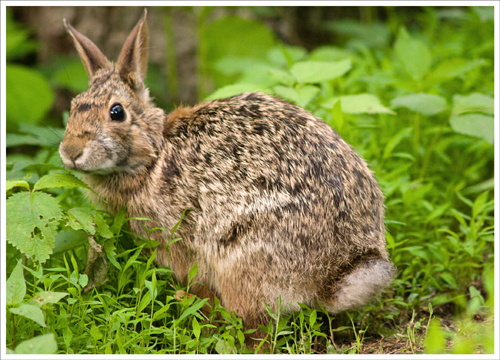 Loft Mountain Loop – Virginia Trail Guide