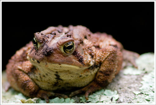 The Priest – Virginia Trail Guide