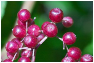 Pocosin Mission Trail – Virginia Trail Guide