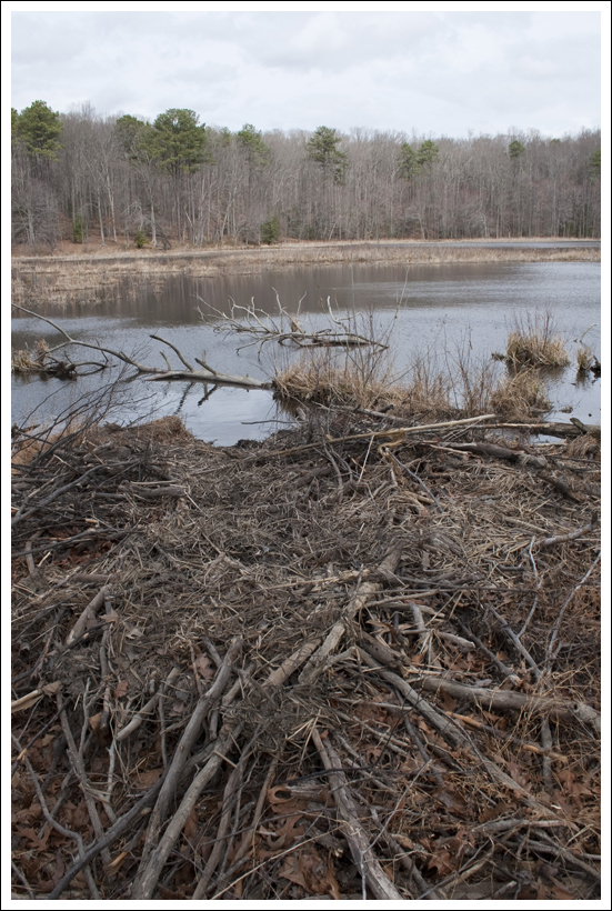 Beaver Lake Trail – Virginia Trail Guide