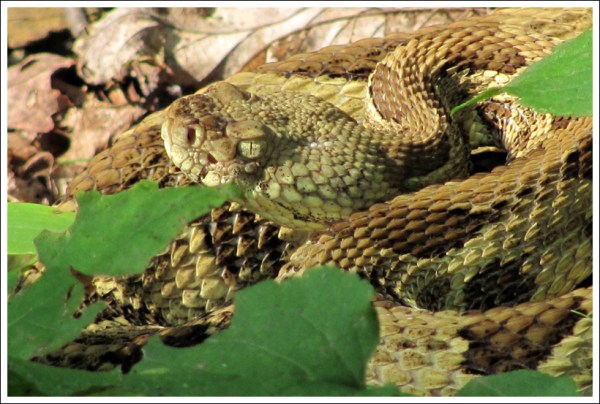 Appalachian Trail – Powell Gap to Loft Mountain – Virginia Trail Guide