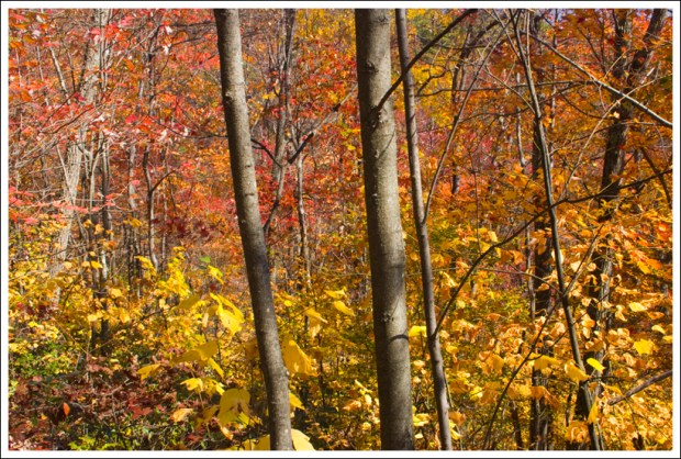 Hone Quarry Ridge – Virginia Trail Guide