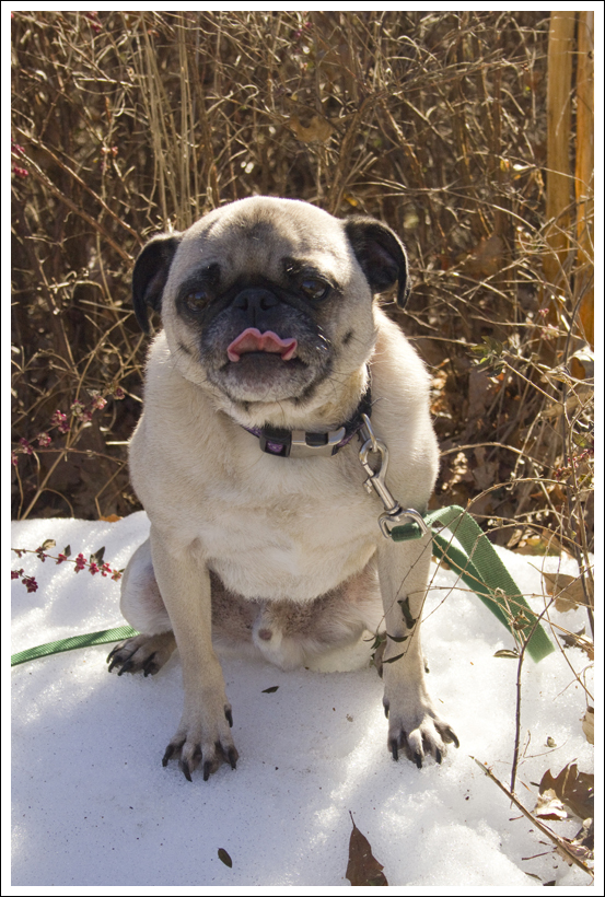 Big Flat Mountain Loop – Virginia Trail Guide