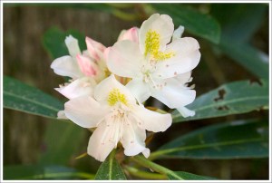 Hidden Rocks – Virginia Trail Guide