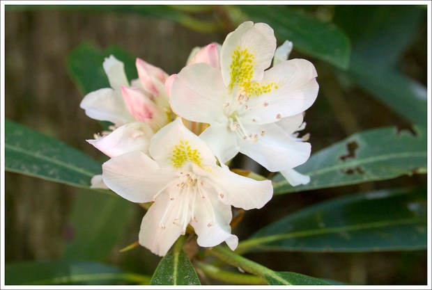 Hidden Rocks – Virginia Trail Guide