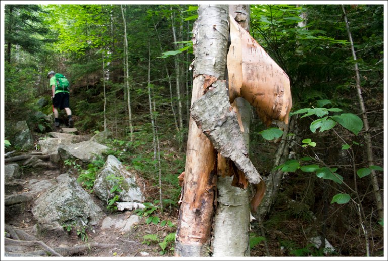 Mt. Cube (NH) – Virginia Trail Guide
